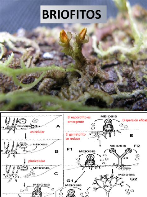 Clase 2 Briofitos Pdf Plantas Musgo