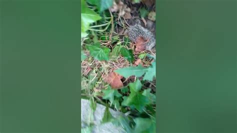 Je Vois Une Famille Dherison Youtube