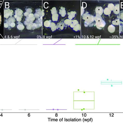 Experimental Design For Reproductive Isolation Experiments A Adult Download Scientific