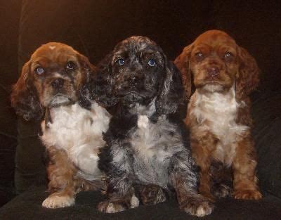 Flipping Adorbs Merle American Cocker Spaniels
