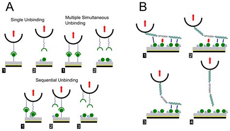 Measurement Of The Interaction Between Recombinant I Domain From