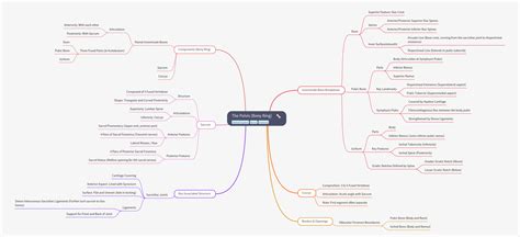 The Pelvis Bony Ring Structure And Components Explained