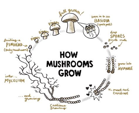 Mushrooms Growing Process At Benito Bear Blog