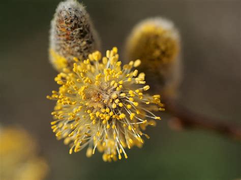 春天 柳絮 黄色 Pixabay上的免费照片 Pixabay