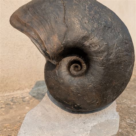 Natural Selection Fossils Natural Selection Fossils