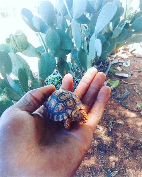 Mulalo Mauda Cand Eap On Linkedin Lets Welcome Khamba Agric Projects🤠🤠🤠