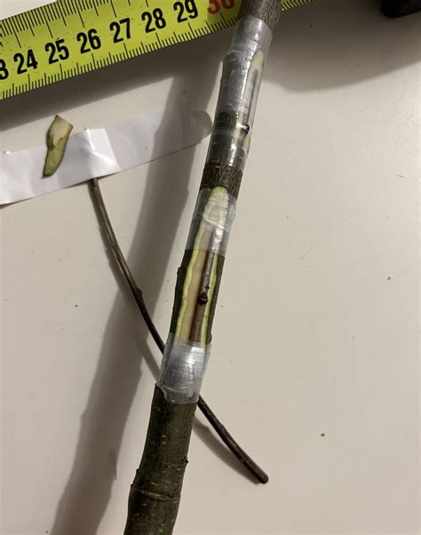 How I Graft Chip Bud Thin Scions Onto Thicker Stock General