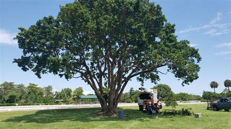 Crown Reduction The Tree Dudes Service