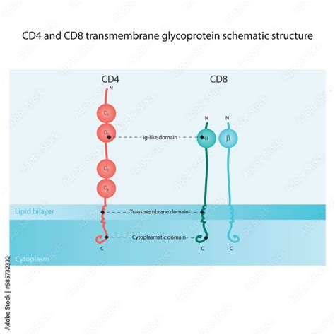 Cd4 And Cd8 Transmembrane Glycoprotein Schematic Structure Scientific