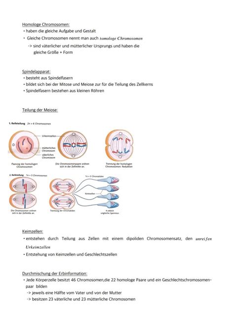Mitose Und Meiose Im Vergleich • Unterschied Vergleich Pkayrx