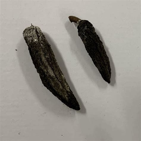 Christopher Rivera On Linkedin Cherelle Wilt In Cacao Pre Mature