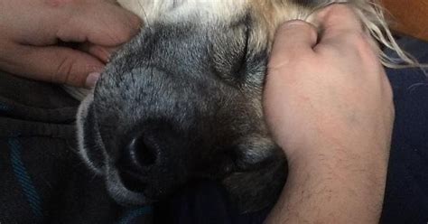 Do Not Stop Hooman Album On Imgur