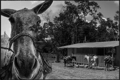 Mi Tío Y Su Mundo — Mario H Valencia