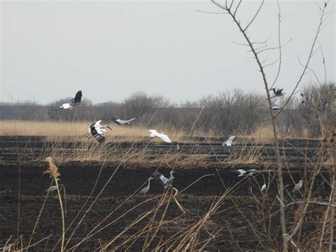 2024 03 05 渡良瀬遊水地に島根 くまたかさんのモーメント Yamap ヤマップ