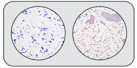 2 Core Adenovirus Cell Line Microarray Bio Sb Inc Online Store