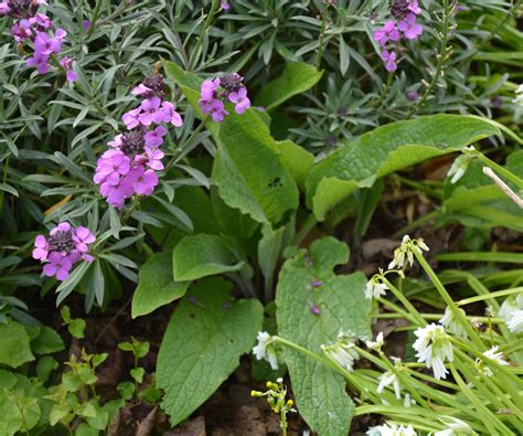 How To Make Comfrey Fertilizer A Natural Way To Boost Plants Homes