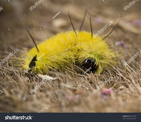 American Dagger Moth Caterpillar Eats Maple ภาพสต็อก 58016590 Shutterstock