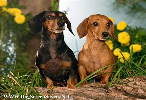 Free Wallpapers And Screensavers Dogs Wallpapersafari