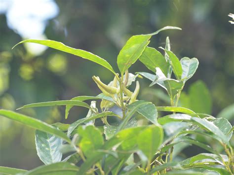 Plantsnap Identify Plants Trees Mushrooms With An App