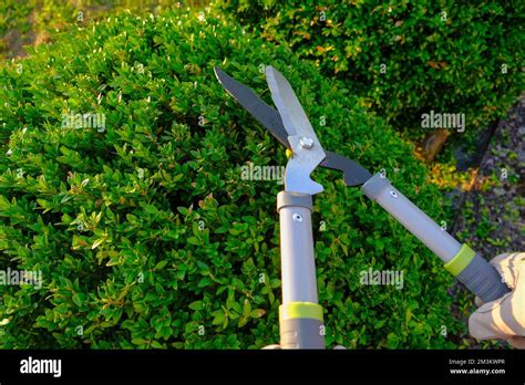 Shearing Plants In The Garden Tool For Plant Formation Concept Topiary Pruning Garden Shears In