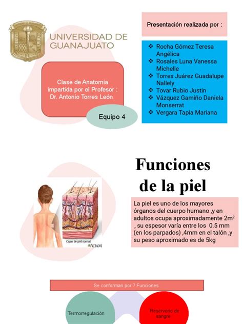 Funciones Esenciales De La Piel Pdf