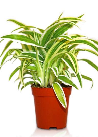 نبات العنكبوت