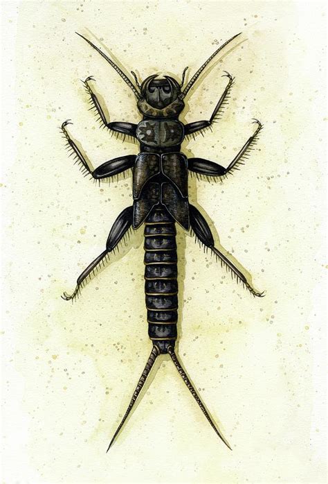 Stonefly Larvae Identification