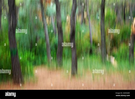Trees In A Forest Abstract Blur Intentional Camera Movement Stock Photo Alamy