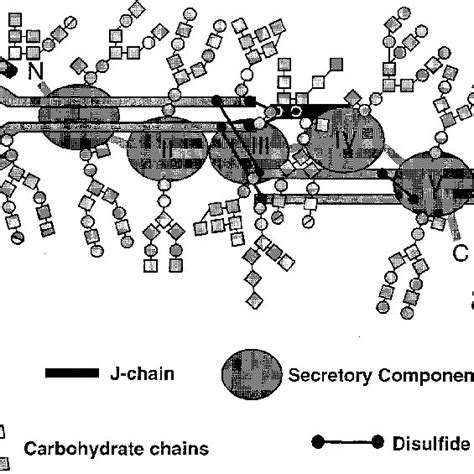 Schematic Representation Of A Dimeric Siga Two Iga Monomers Are Download Scientific Diagram