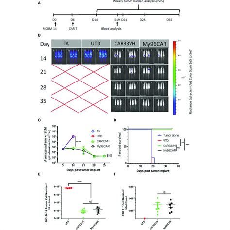 Structure And Surface Expression Of Anti Cd33 Car Constructs In