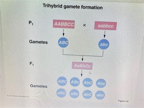 Please Find Attached An Example Of How To Complete