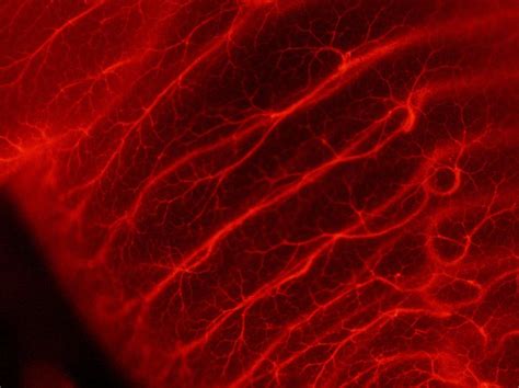 Sex Differences In A Sensory System ELife Science Digests ELife