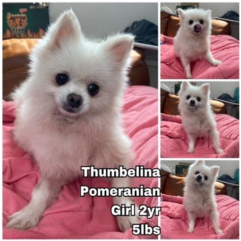 Dog For Adoption Thumbelina From Korea A Pomeranian In Bremerton Wa