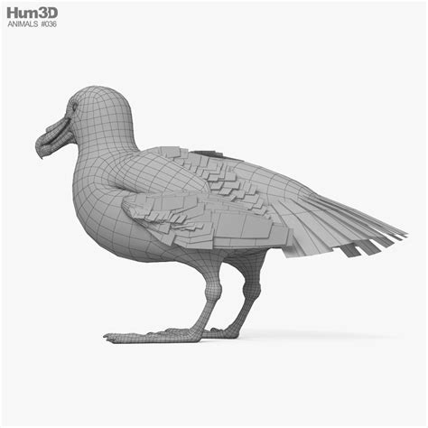 Southern Giant Petrel 3d Model Download Birds On