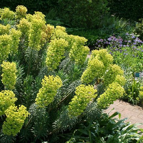 Euphorbia Characias Wulfenii The Beth Chatto Gardens