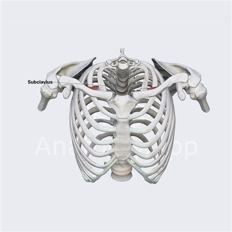 Subclavius Anatomyapp