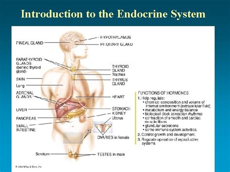 Introduction to the Endocrine System Patterns of Hormone