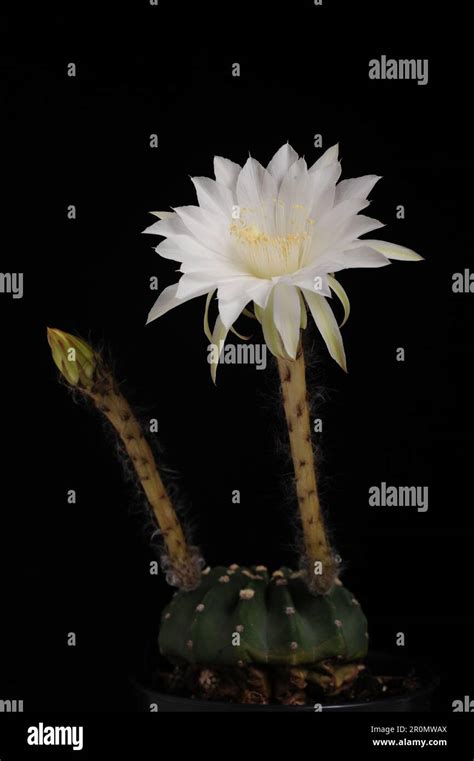 Echinopsis Subdenudata Cactus Flower Easter Lily Cactus Can Take Up