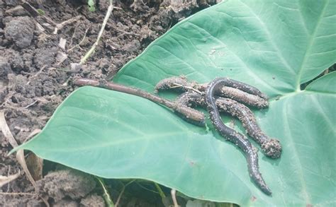 Giun Tặc Lộng Hành Nông Dân Lao đao Hoa Màu Kiệt Quệ