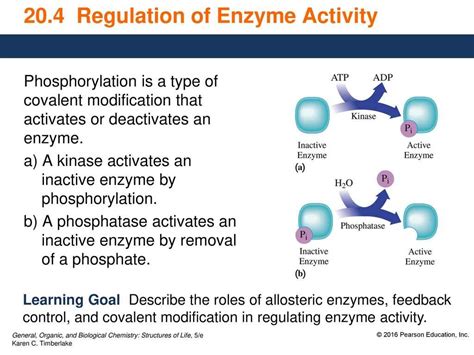 Unveiling The Secrets Unlocking The Enzymes And Cellular Regulation