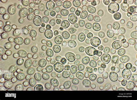 Saccharomyces Cerevisiae