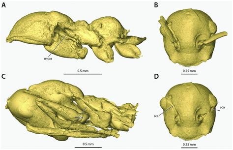 Figure 10 In Evidence For The Evolution Of Eusociality In Stem Ants And