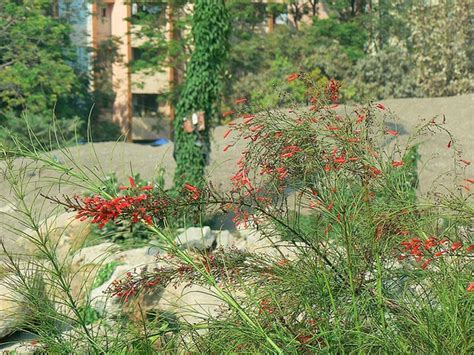 Russelia Equisetiformis Coral Plant Firecracker Plant Fountainbush