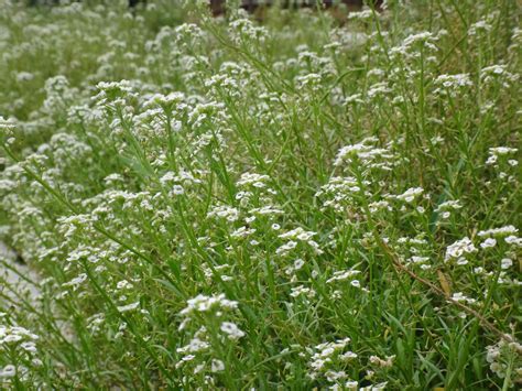 Uma Flor Por Dia Alisso
