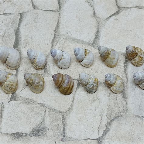 Snail Shells Etsy