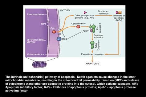 Ppt Apoptosis Powerpoint Presentation Free Download Id3327127
