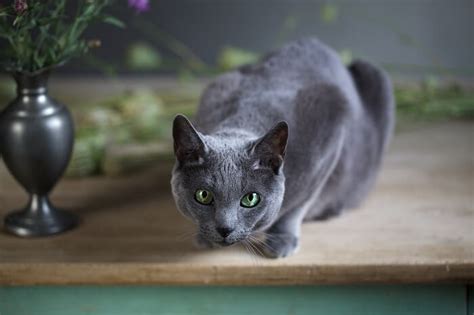 Gato Azul Ruso Características Personalidad E Información Sobre La Raza