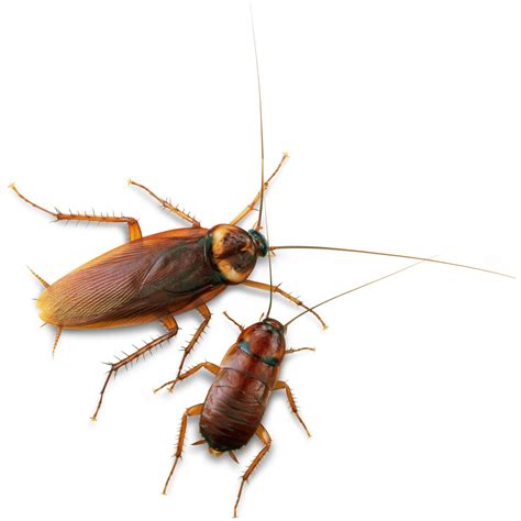 How To Find Cockroaches Roach Cockroach Insect
