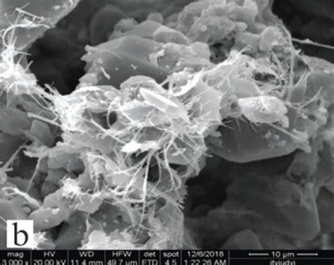 Characteristics Under Sem Analysis Download Scientific Diagram