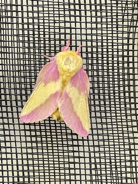 Yellow Moth